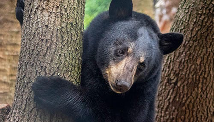 Brevard Zoo |Intacct Success Story | Sage US